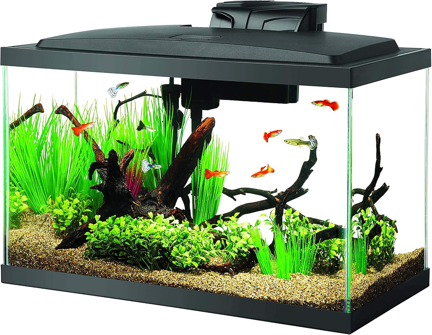10 Top Freshwater Aquarium Fish for Beginners: A Starter’s Guide – All ...
