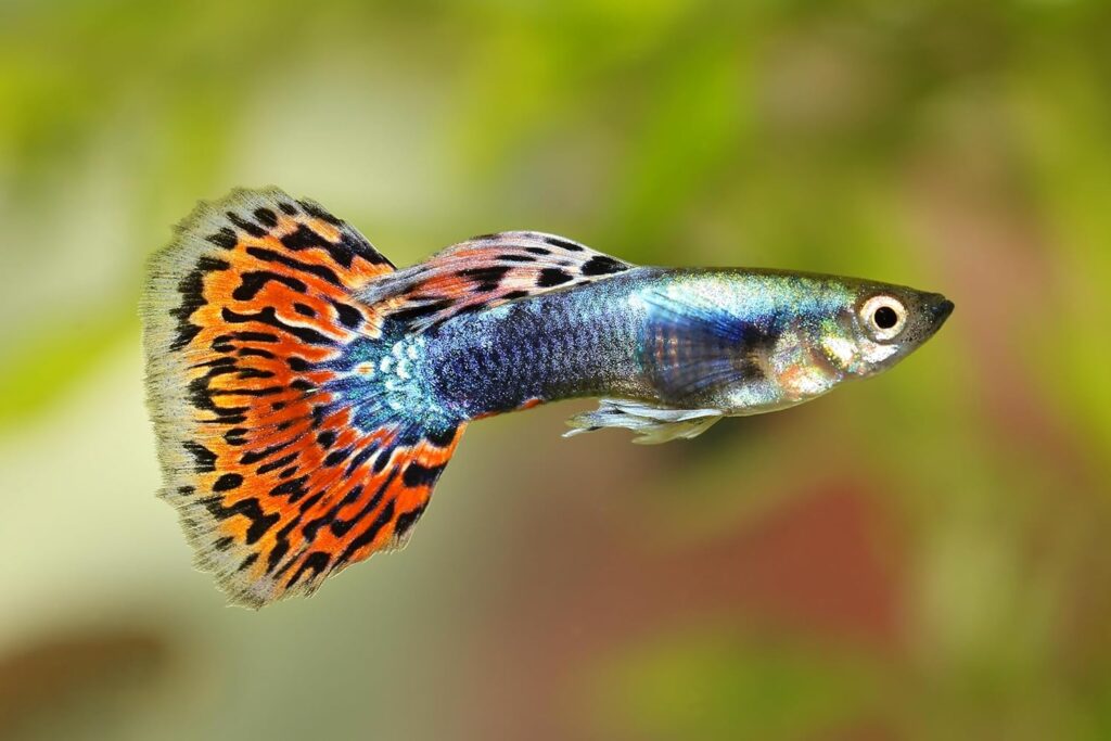 10 Top Freshwater Aquarium Fish for Beginners: A Starter’s Guide – All Aquarium Info