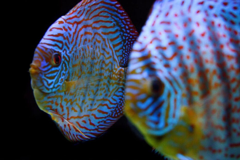 5 Rare Freshwater Aquarium Fish: A Concise Guide – All Aquarium Info