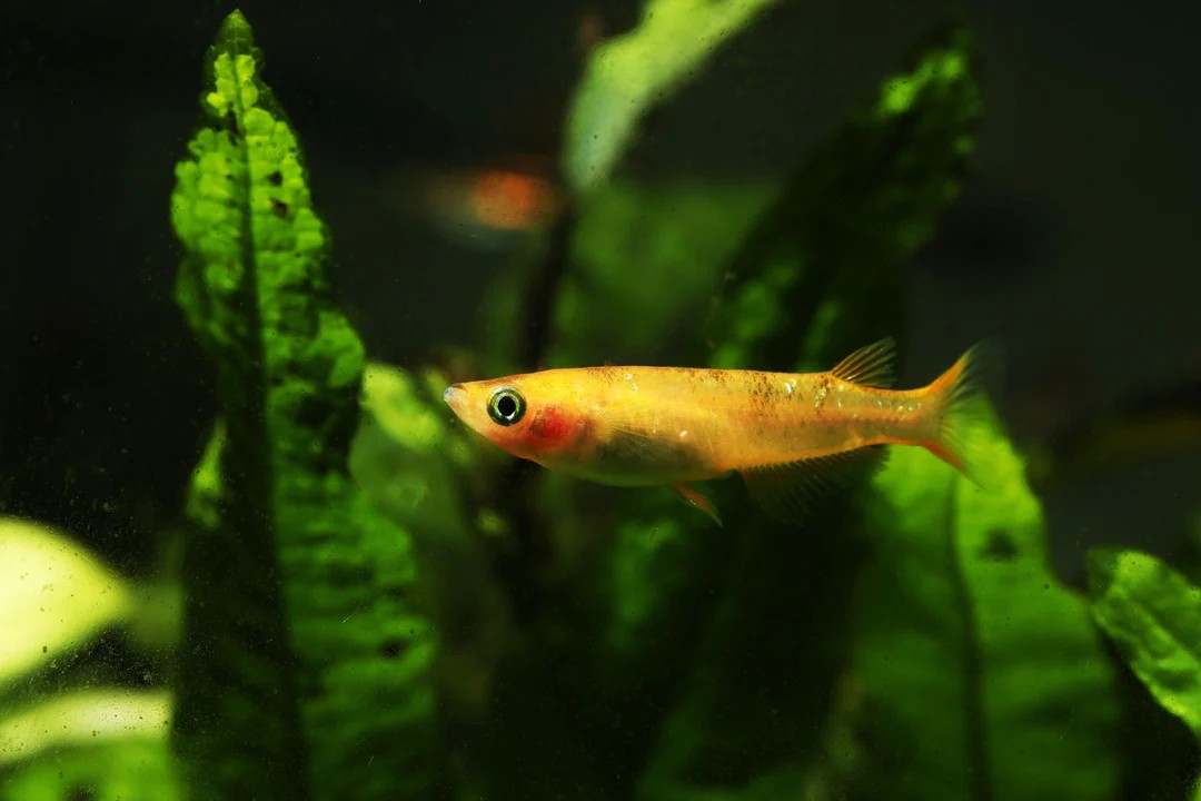 5 Rare Freshwater Aquarium Fish: A Concise Guide – All Aquarium Info