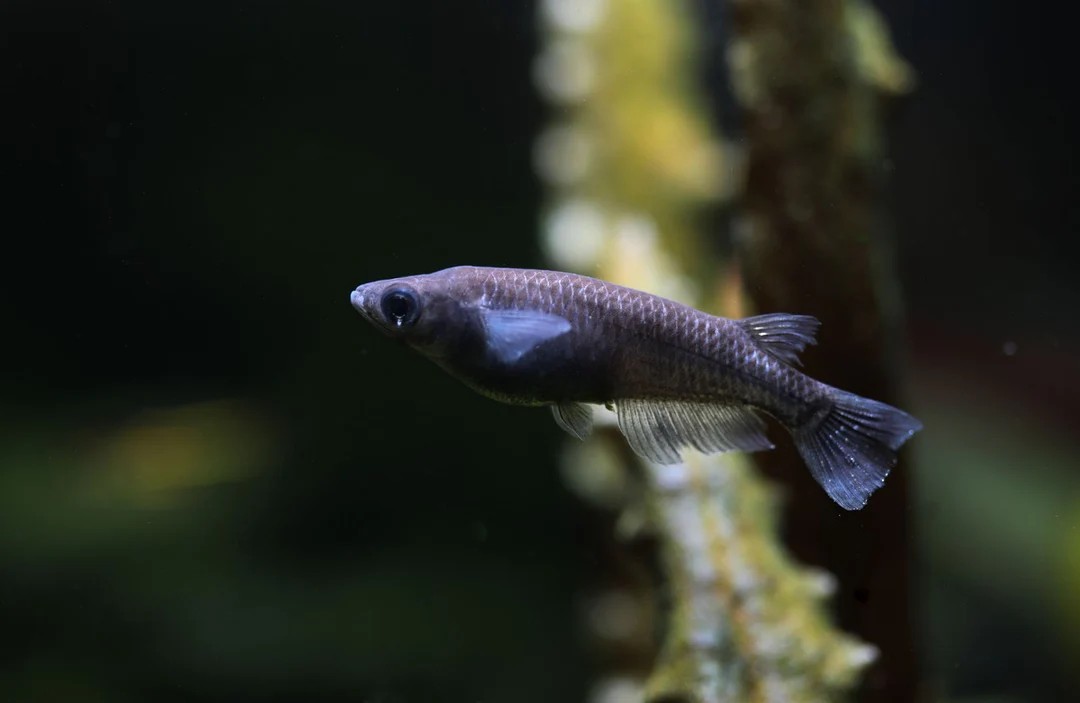 5 Rare Freshwater Aquarium Fish: A Concise Guide – All Aquarium Info