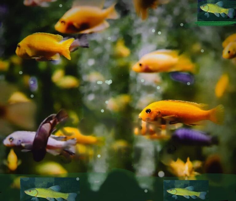 Where to Buy Garra Rufa (Doctor Fish) – All Aquarium Info